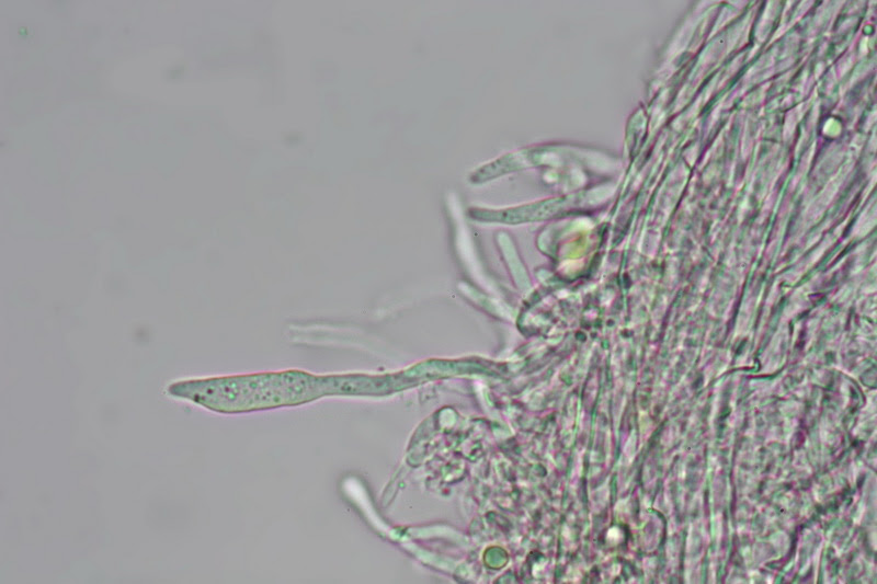 El mundo microscópico de los hongos: Podoscypha multizonata (Bk.-Br.)Pat.