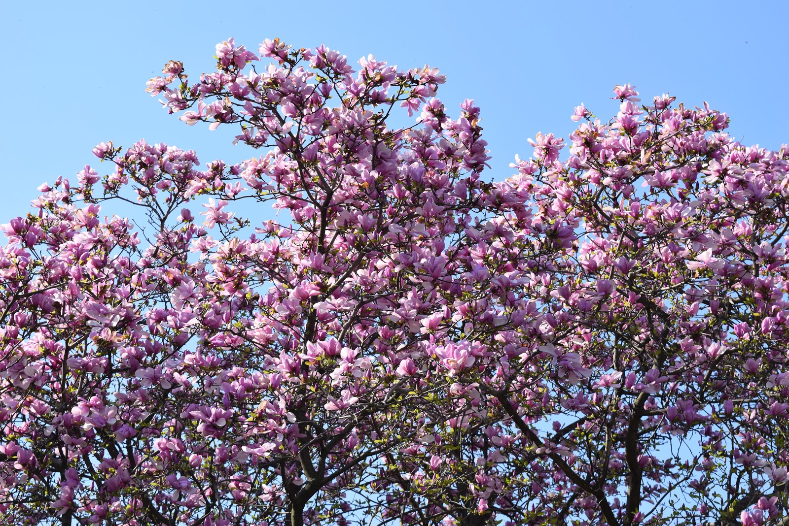 Jason's View from DC: Spectacular Tulip Tree