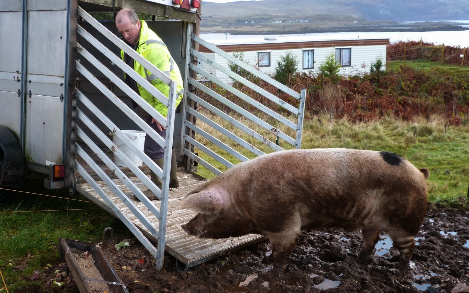 A Kilchoan Diary: Bobby Moves to a Pig Heaven