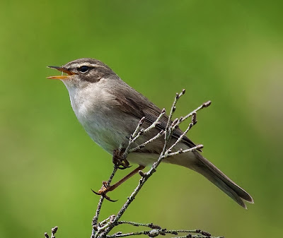 Birds of the World: Dusky warbler