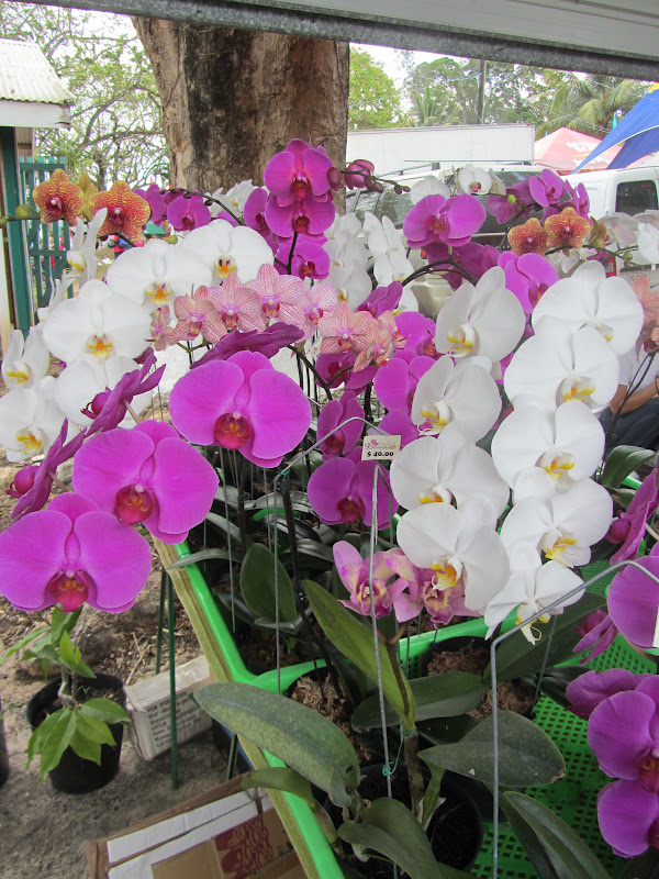 The Animals, The Rodeo, Plants and San Pedrano Sightings at the 2012 ...