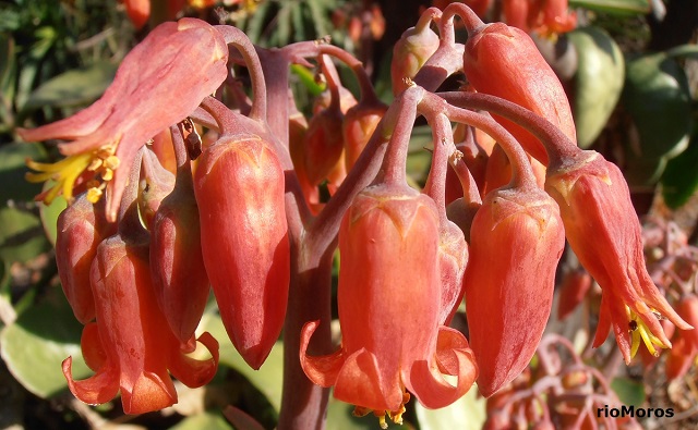 COTILEDÓN: Cotyledon orbiculata | Plantas rioMoros