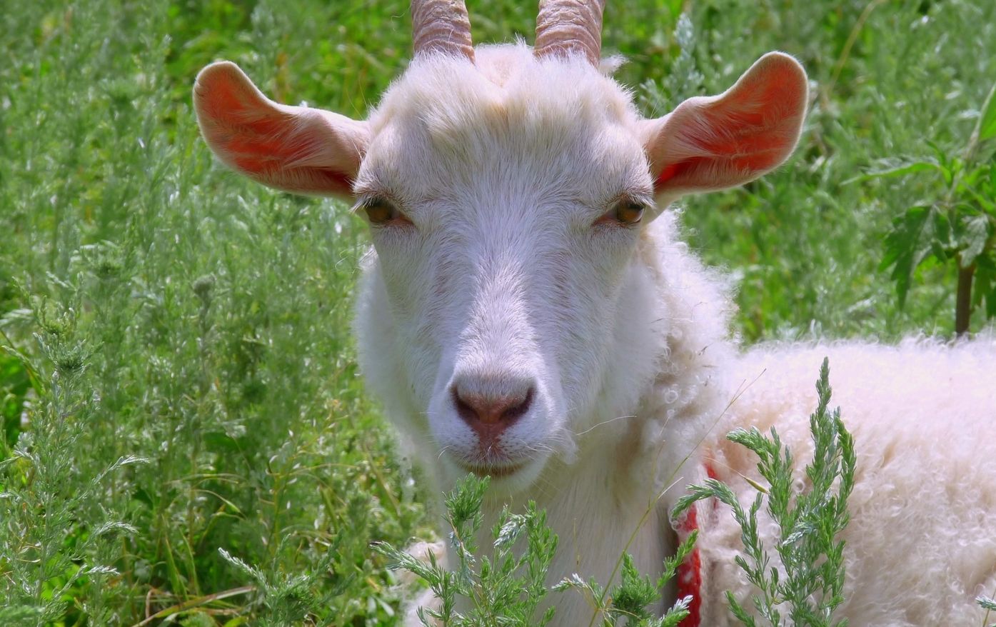 12 fotos de animales domésticos de la granja | wallpaper hd high quality