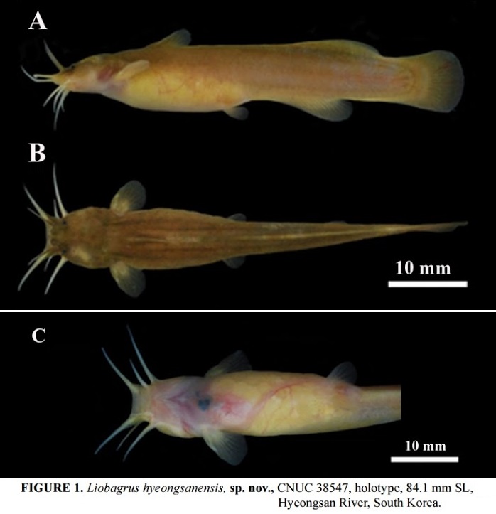 Species New to Science: [Ichthyology • 2015] Liobargus hyeongsanensis ...
