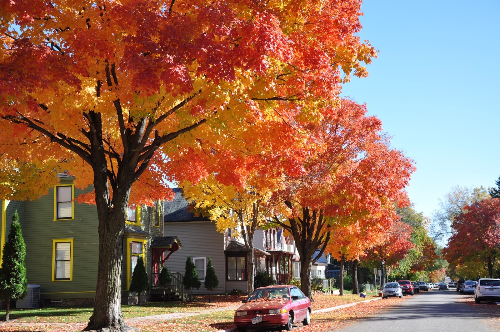 Orbis Catholicus Secundus: Frogtown, USA