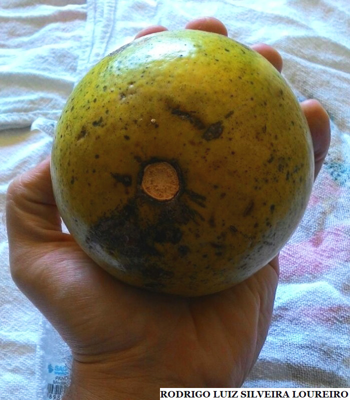 Viveiro Ciprest - Plantas Nativas e Exóticas: Maciela ou Massala ...