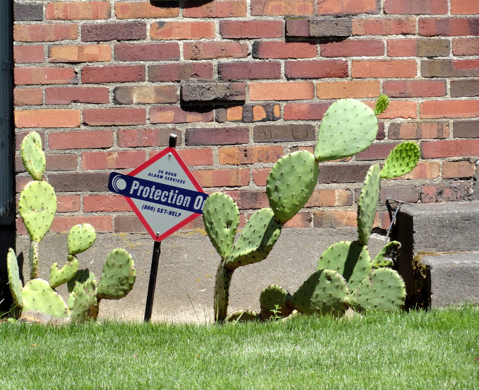 danger garden: Yes, you can grow Cactus in Portland (and many other ...