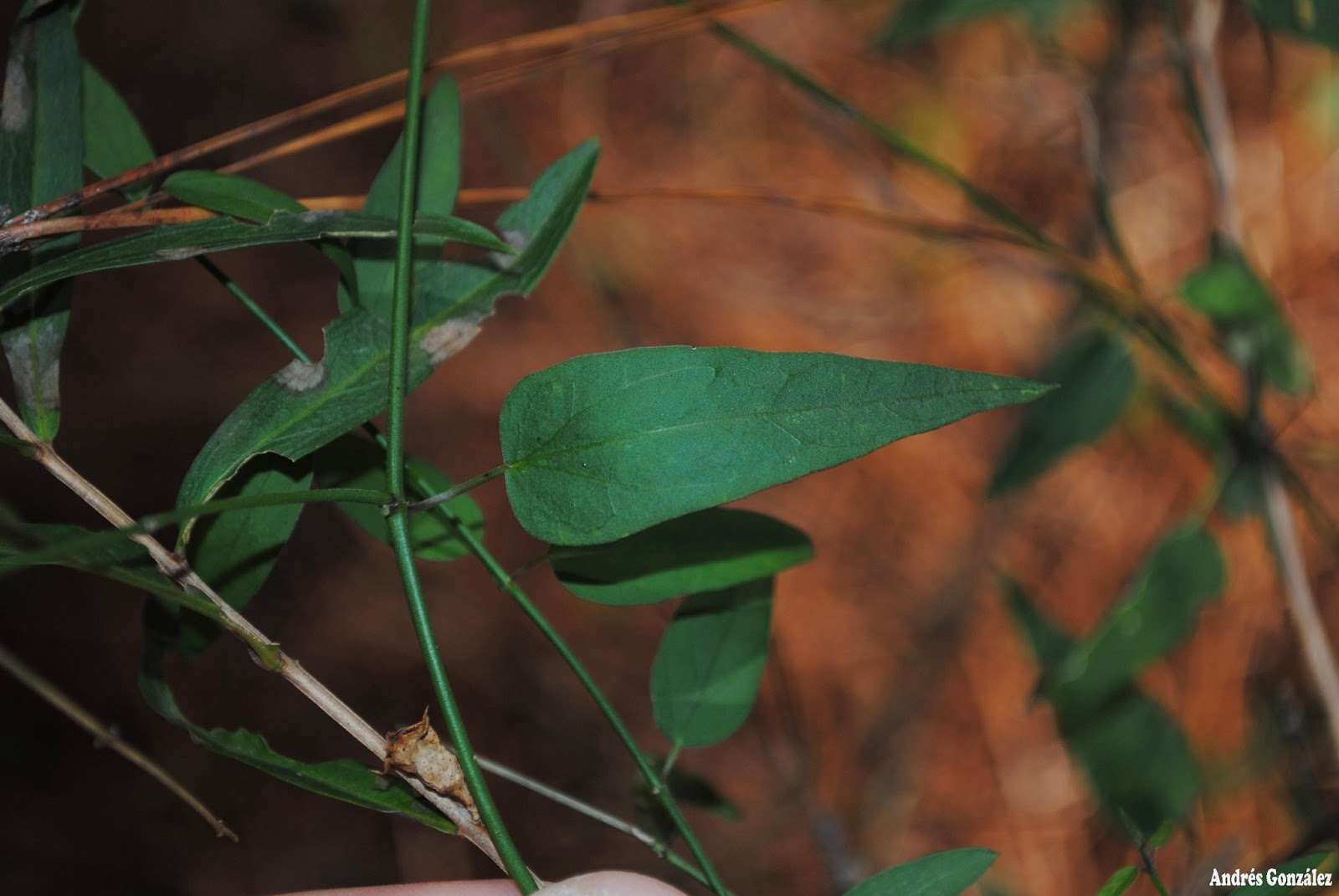 FOTOS DE FLORA NATIVA Y ADVENTICIAS DE URUGUAY : Orthosia virgata ...