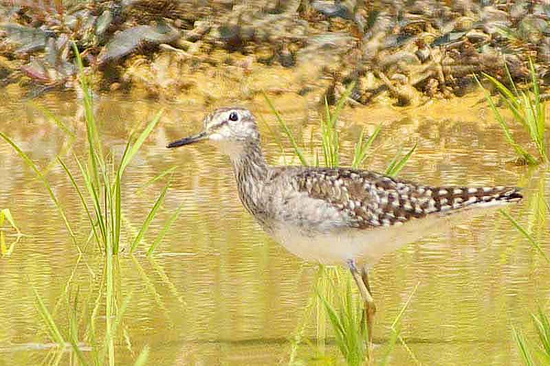 Ryukyu Life: Bird Images: Wood Sandpiper