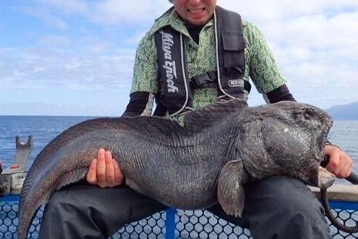 DANGEROUS NEWS: FUKUSHIMA:PESCATO ENORME PESCE LUPO