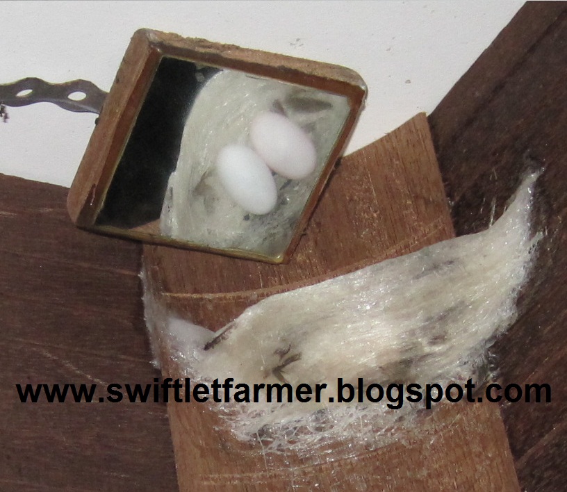 Swiftlet Farming : Swiftlets Farming Equipments, Edible Birds Nest and ...