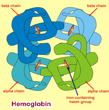 học Y: 03 hoá học acid amin-protein & hemoglobin