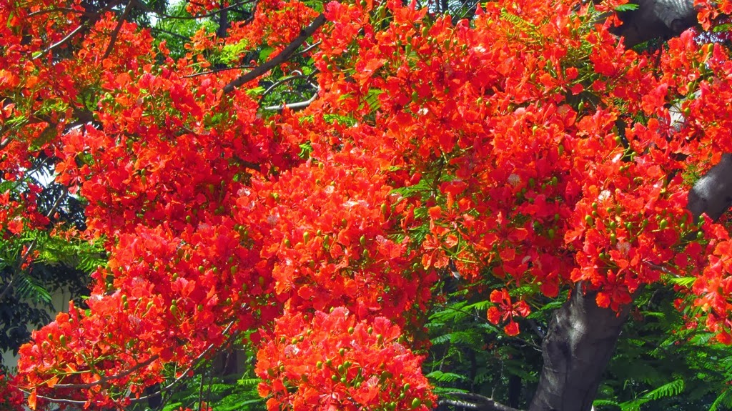 Paling Bagus 10+ Gambar Bunga Flamboyan Hd - Gambar Bunga Indah