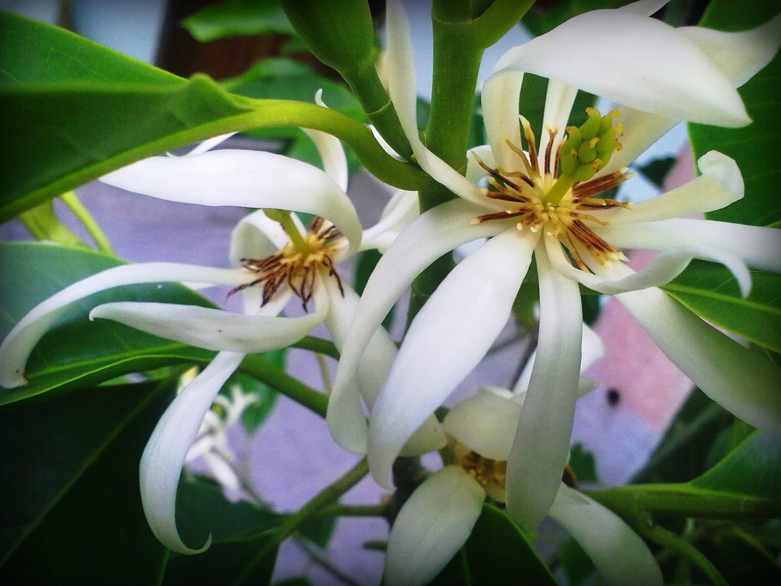 Tren Gaya 11 Gambar Bunga Cempaka Putih Simple Dan Minimalis, Gambar Bunga