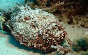 IKAN LEPU BATU - SEMUA CARA BUDIDAYA HEWAN