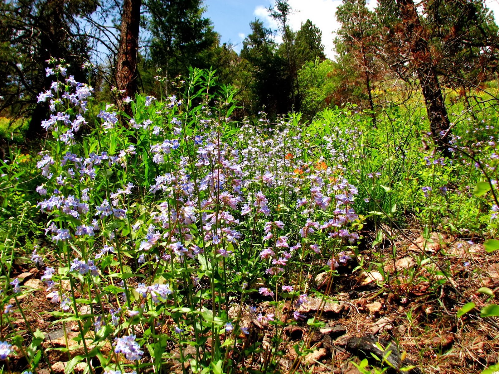 Flora montana: Penstemon