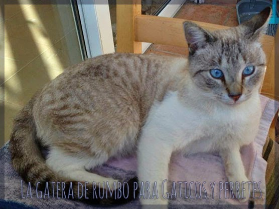 La Gatera de Rumbo: La mirada azul de Milo