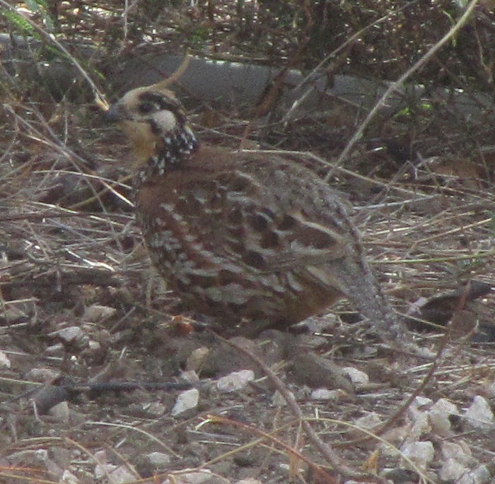 Hiking Curaçao - Flora and Fauna: Sloké - Quail - Kwartel