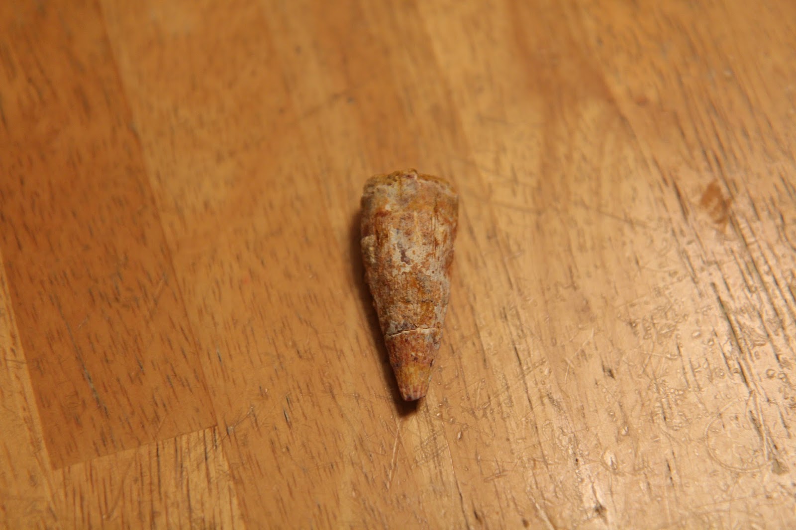 Athos' Dinos and Things: Agrosaurus (Thecodontosaurus)