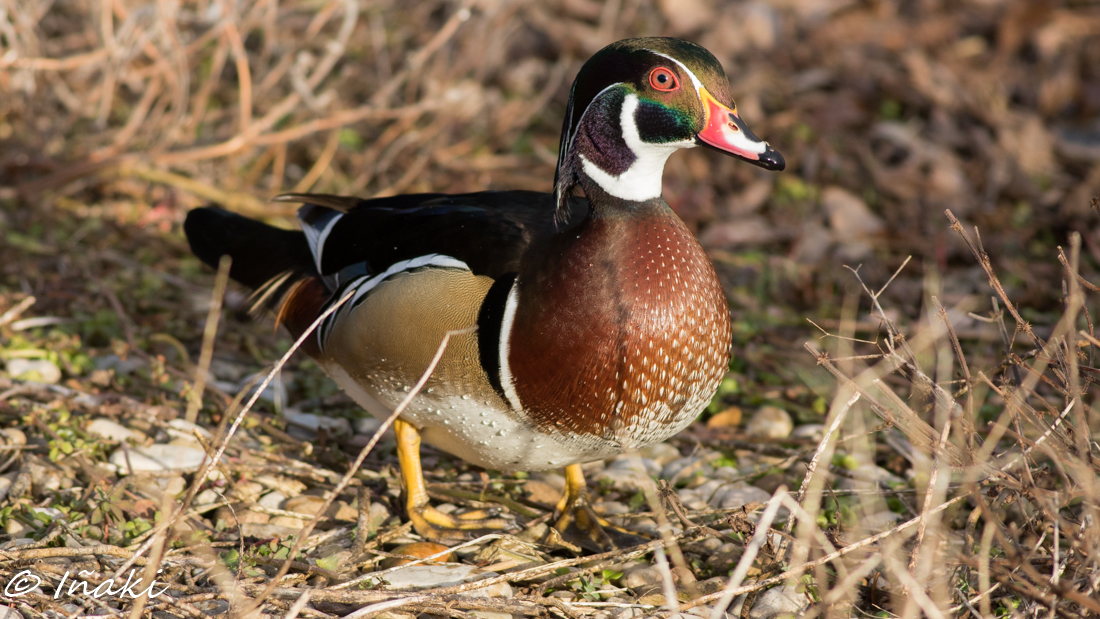 Nosoloaves - Aves del mundo (Birds of the world): Regalo de Reyes en ...
