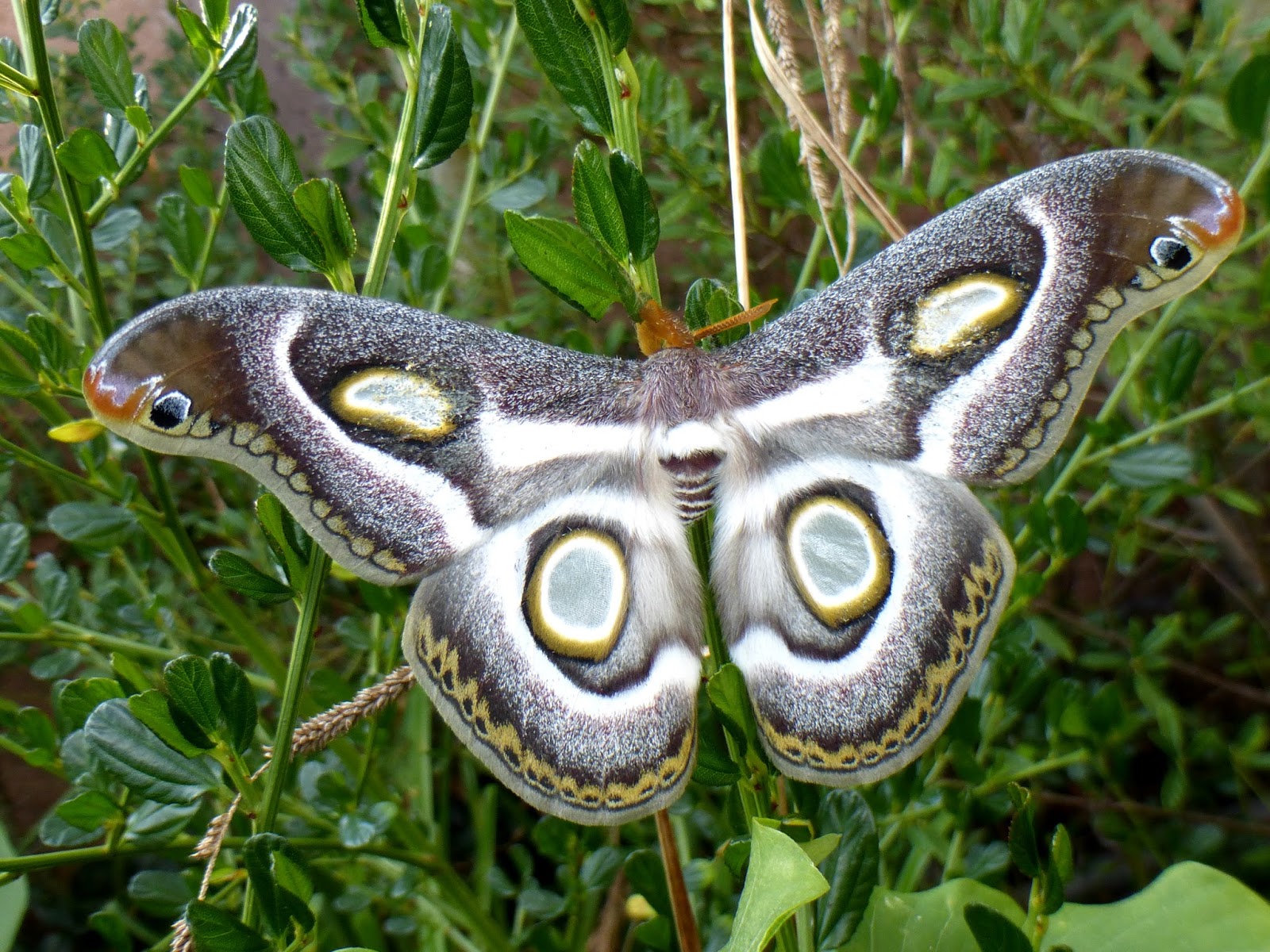 Silkmoths and more: Silkmoth of the week: Epiphora mythimnia