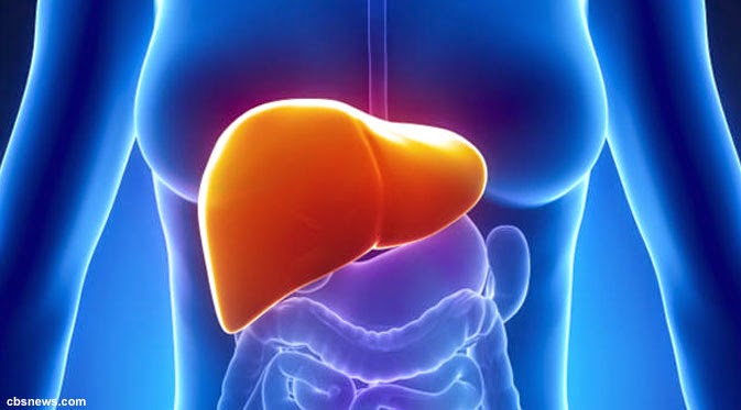 Ilmuwan Berhasil Ciptakan Hati Manusia