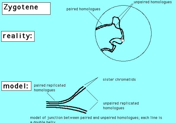 Zygotene |Genetic Engineering Info