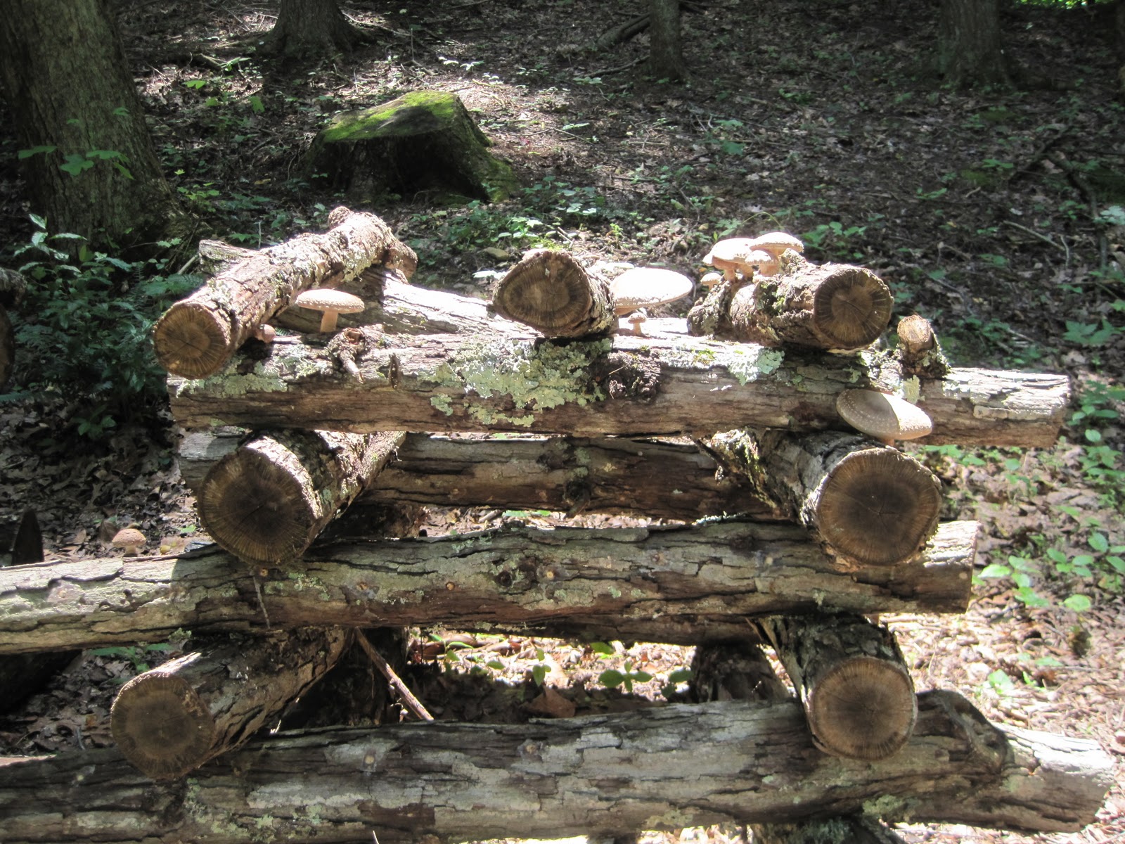 Grow Appalachia: Shiitake Mushroom Logs: a Food, Health, and Home ...