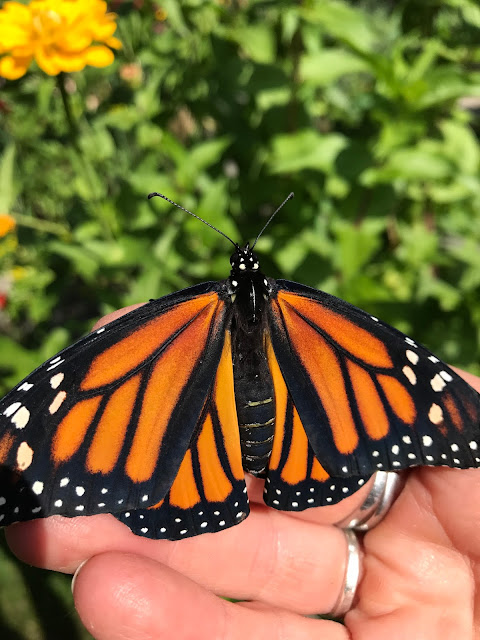 Natascha's Inspirations: My Amazing Butterfly Adventure