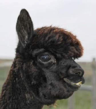 Debbies alpaca blog: Bottle Jaw in alpacas?