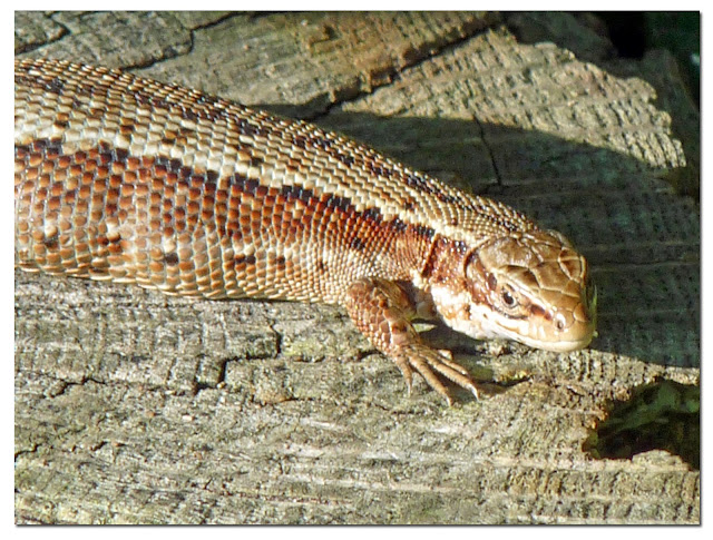 Wild and Wonderful: Herpetofauna (4): Common Lizard near Snape