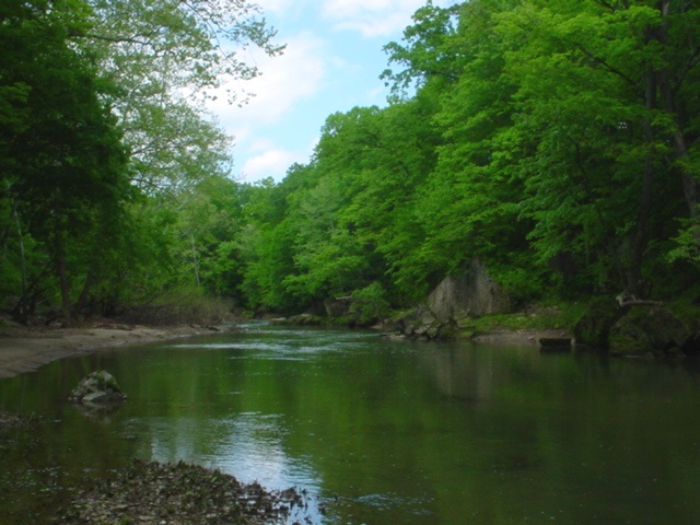 Selmier State Forest