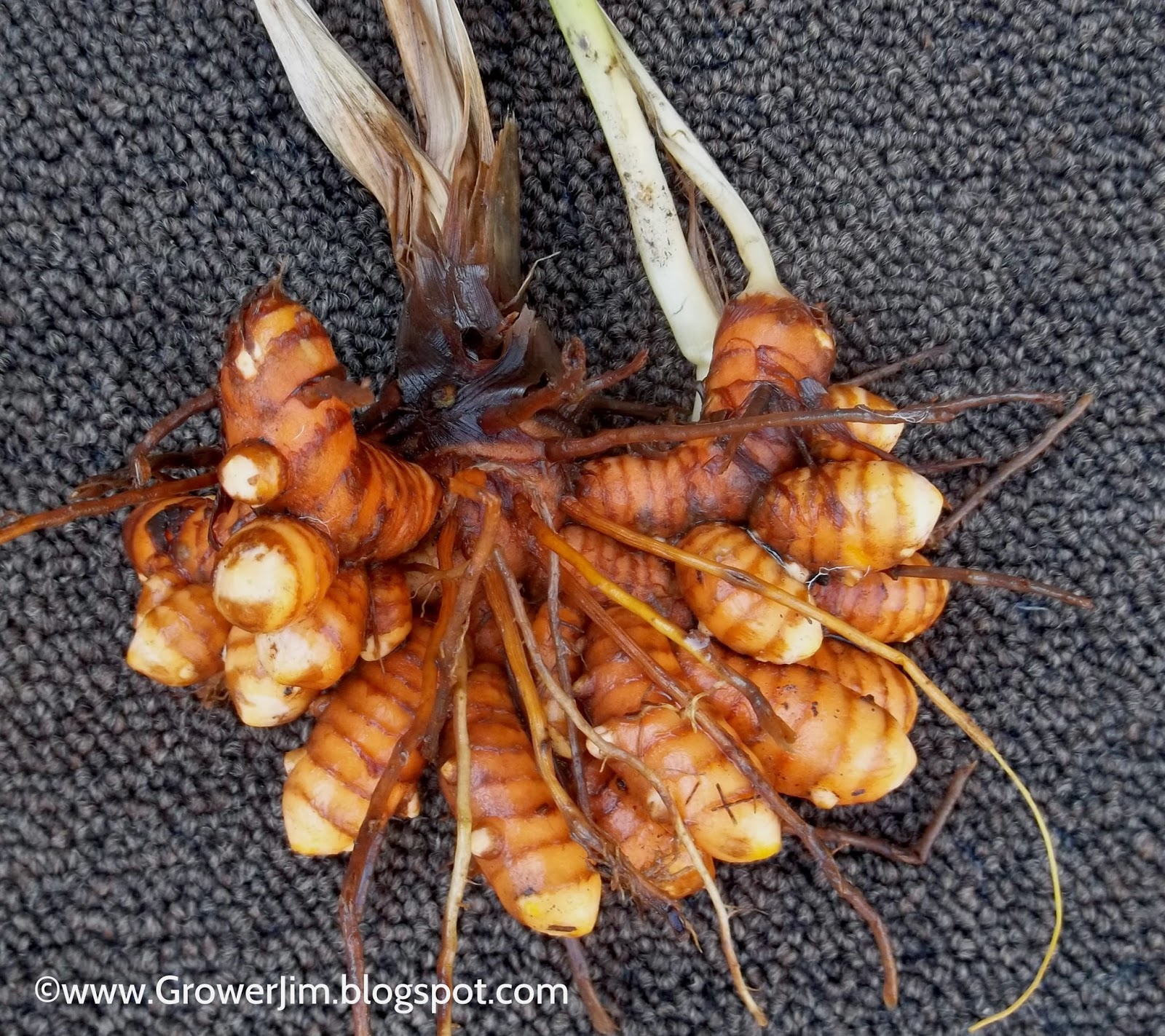 Curcuma Longa Rhizome