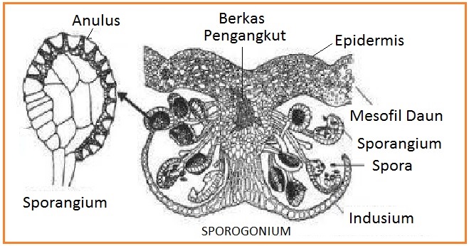 BIOLOGI GONZAGA: SOAL LUMUT AND PAKU
