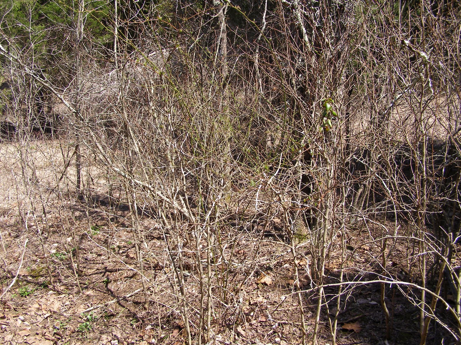 Multiflora Rose Killer