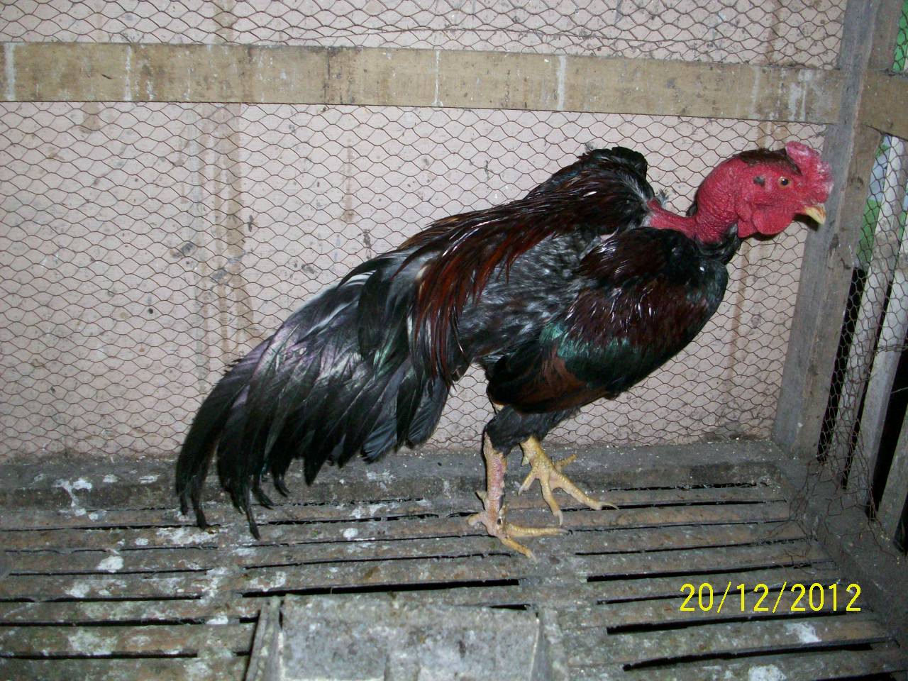 QudRiFaRm: Ayam Botak (Naked Neck Chicken)...