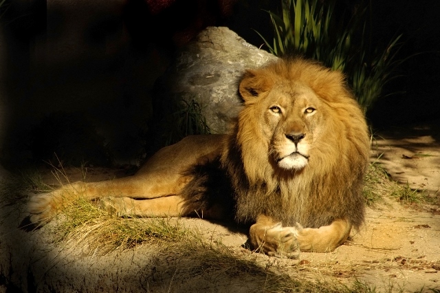 My Lions' Den Of Emotions