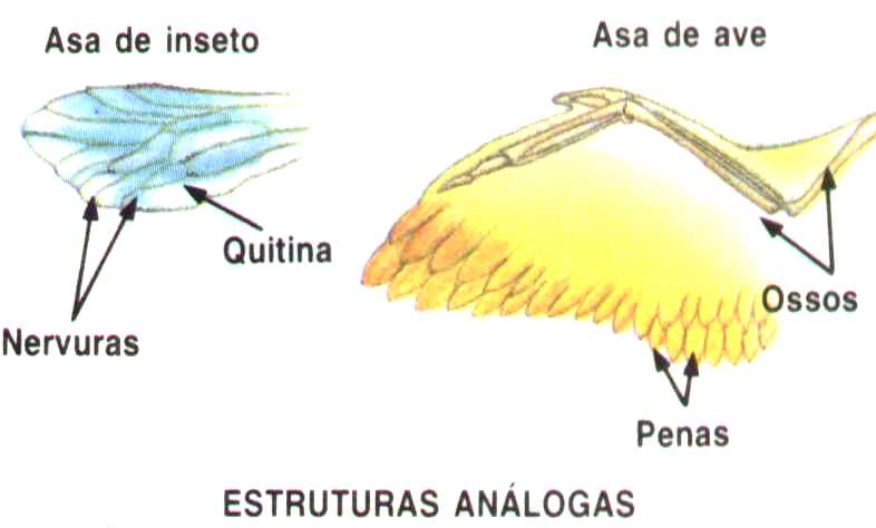 Anatomia Comparada: Homologia e Analogia