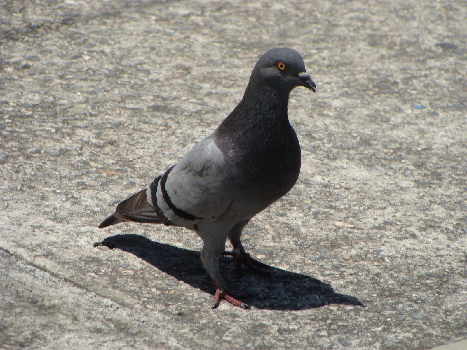 Obras das mãos de Deus: Perigo- O pombo com asas e que nao voa!
