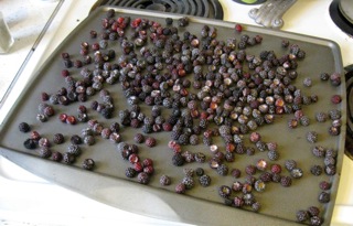 Black Raspberry Season! | Swistle