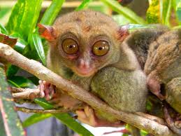 Il mondo del sapere per grandi e piccini: Il Tarsio delle Filippine