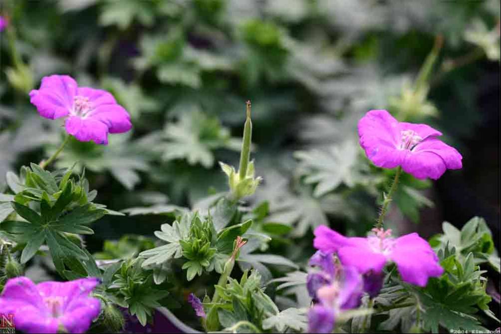 UNL Herbaceous Plants: Made in the (Part) Shade