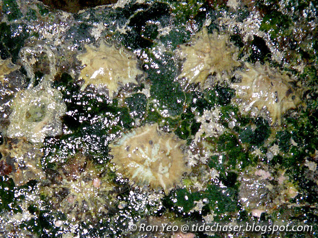 tHE tiDE cHAsER: Limpets of Singapore