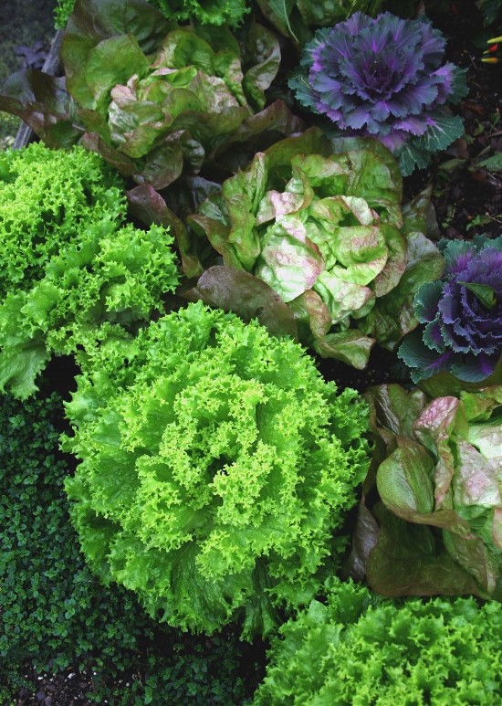 The Rainforest Garden: Beautiful Edible Gardens for Any Situation