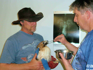 World Bird Sanctuary: Helping Injured Birds of Prey