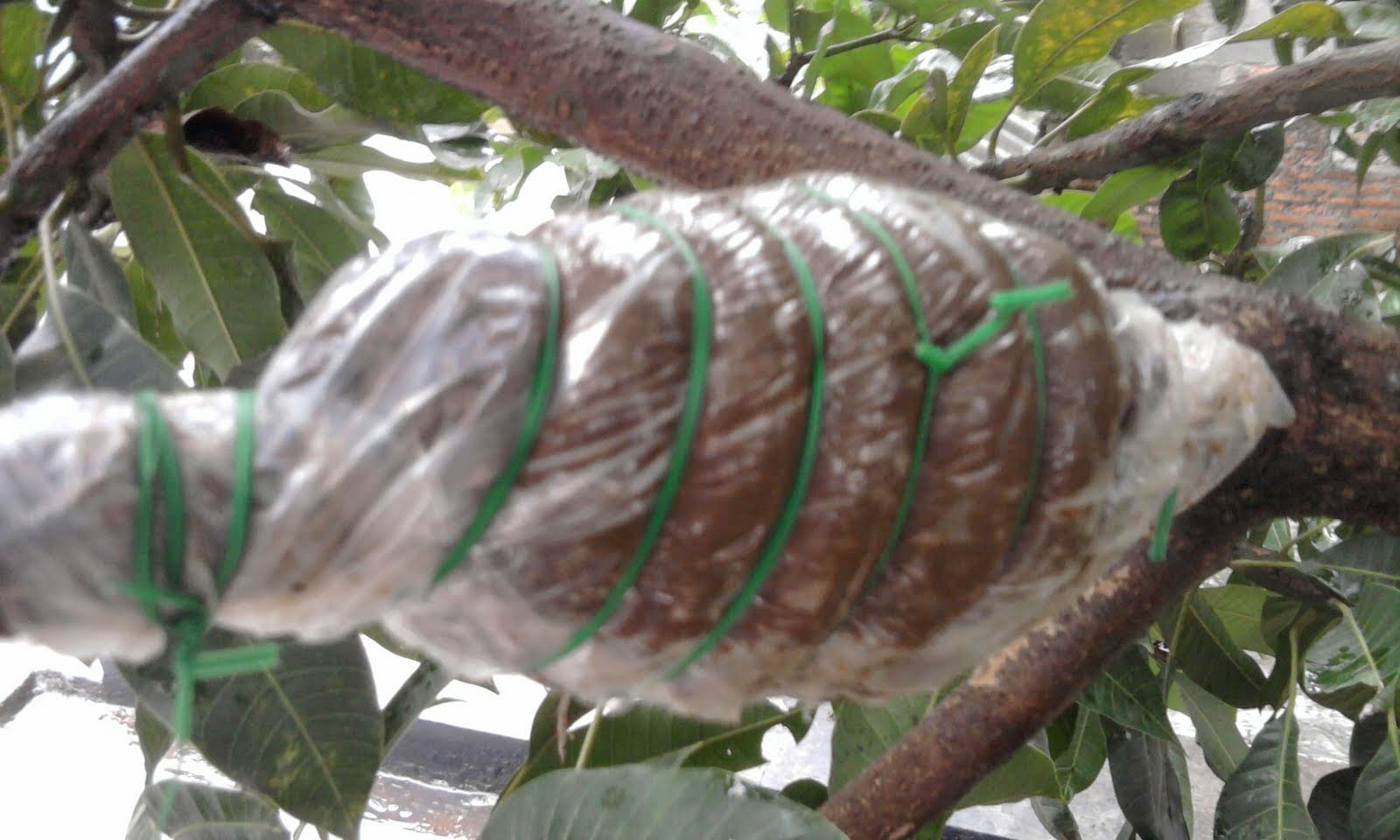 CARA MENCANGKOK MANGGA ~ Agroteknologi Pertanian