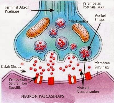 Blog Keperawatan: Referensi Neurofisiologis
