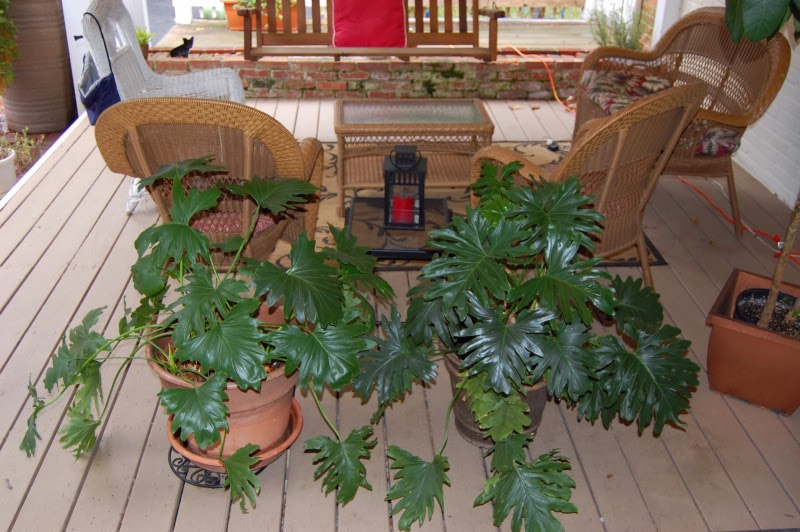 The Indoor Garden: How to care for a Philodendron Selloum