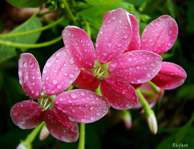 Nipa's Homepage!: Monsoon flower in Bangladesh