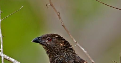 Tierra de cucos, cuclillos, críalos, turacos: Cucal faisán (Centropus ...